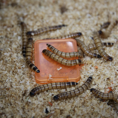 Aussie Chook Supplies Mealworm Booster/Feeder Packs